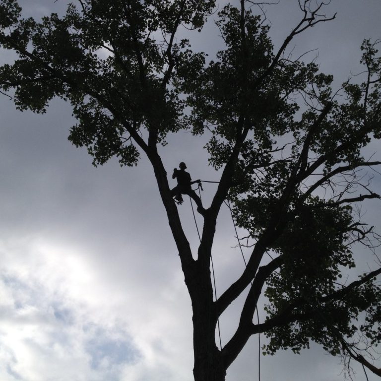 Should I Remove Squirrel Nest From Tree How To Remove Crosby Arborist